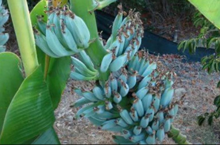 Banana azul: A fruta diferentona com sabor e textura diferentes