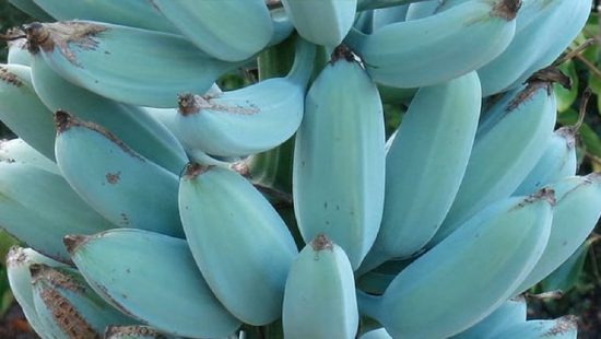 Banana azul: A fruta diferentona com sabor e textura diferentes
