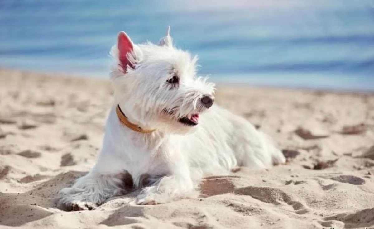 Pets na praia? veja dicas para garantir conforto aos animais
