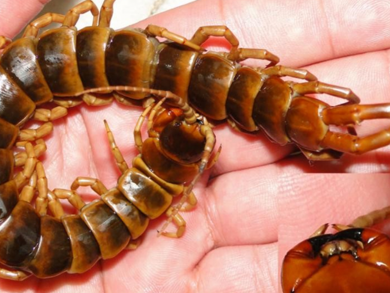 Picada de lacraia: saiba os efeitos no corpo e como tratar