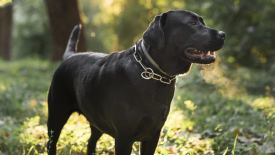 Cachorro distraído no treinamento: como evitar os erros