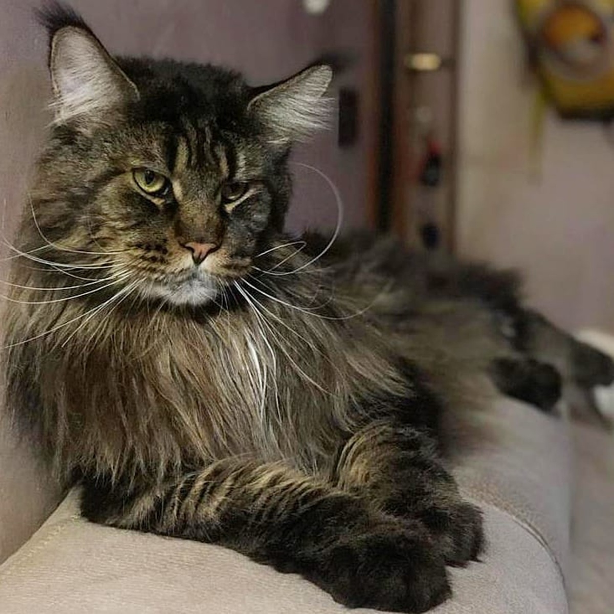 Raça Maine Coon: conheça o maior gato do mundo