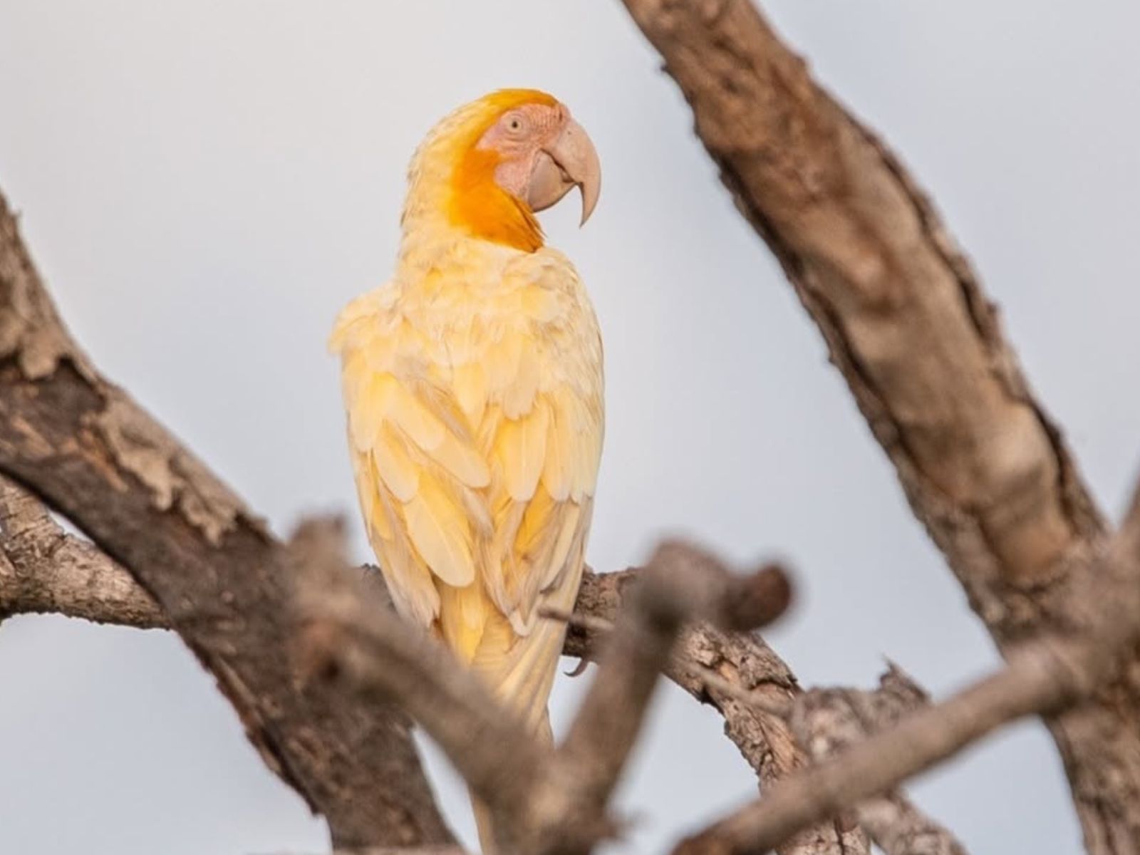 Arara-canindé raríssima é fotografada no Brasil