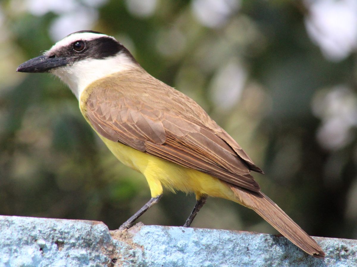 O que significa a visita de um bem-te-vi?
