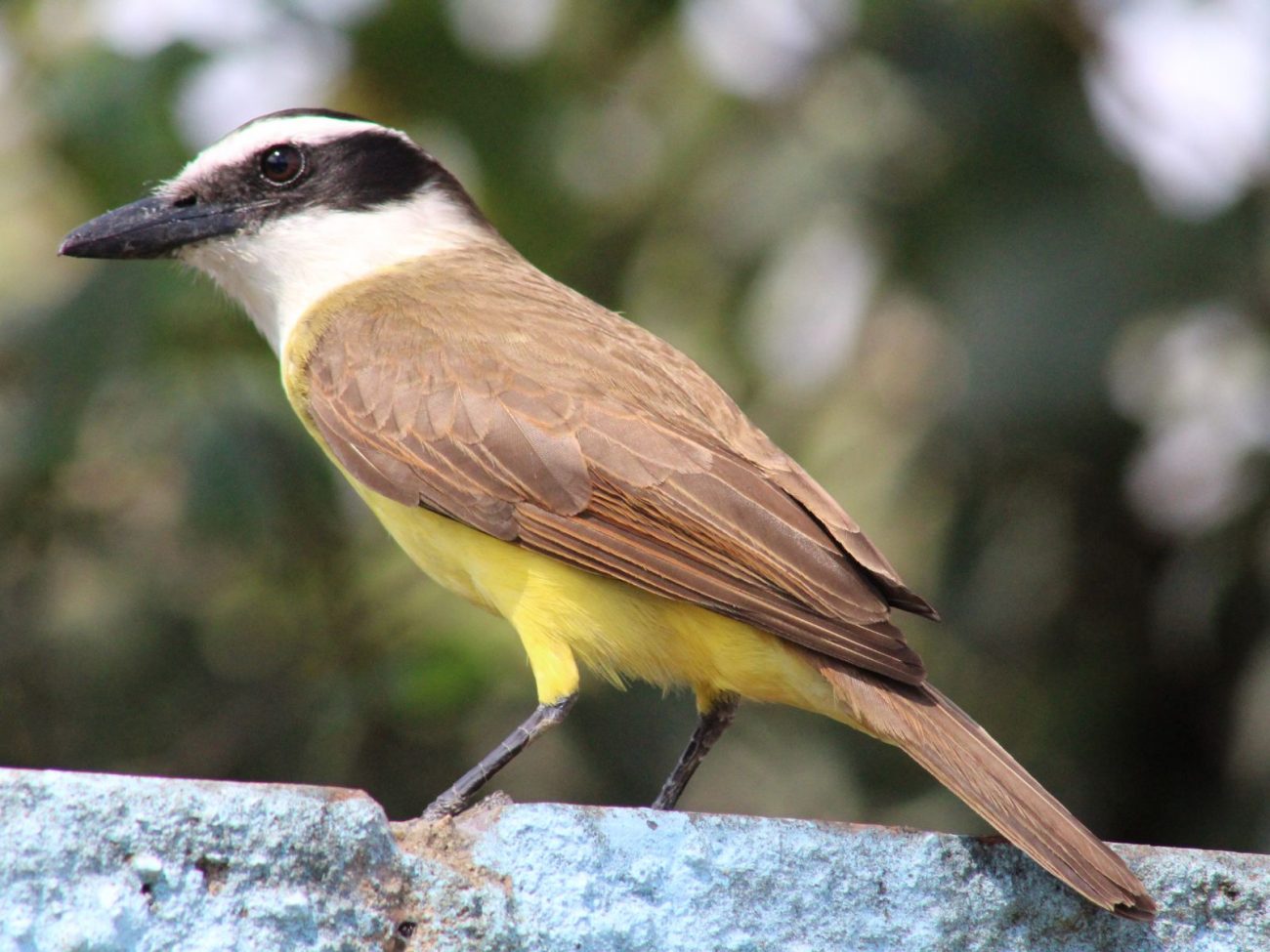 O que significa a visita de um bem-te-vi?