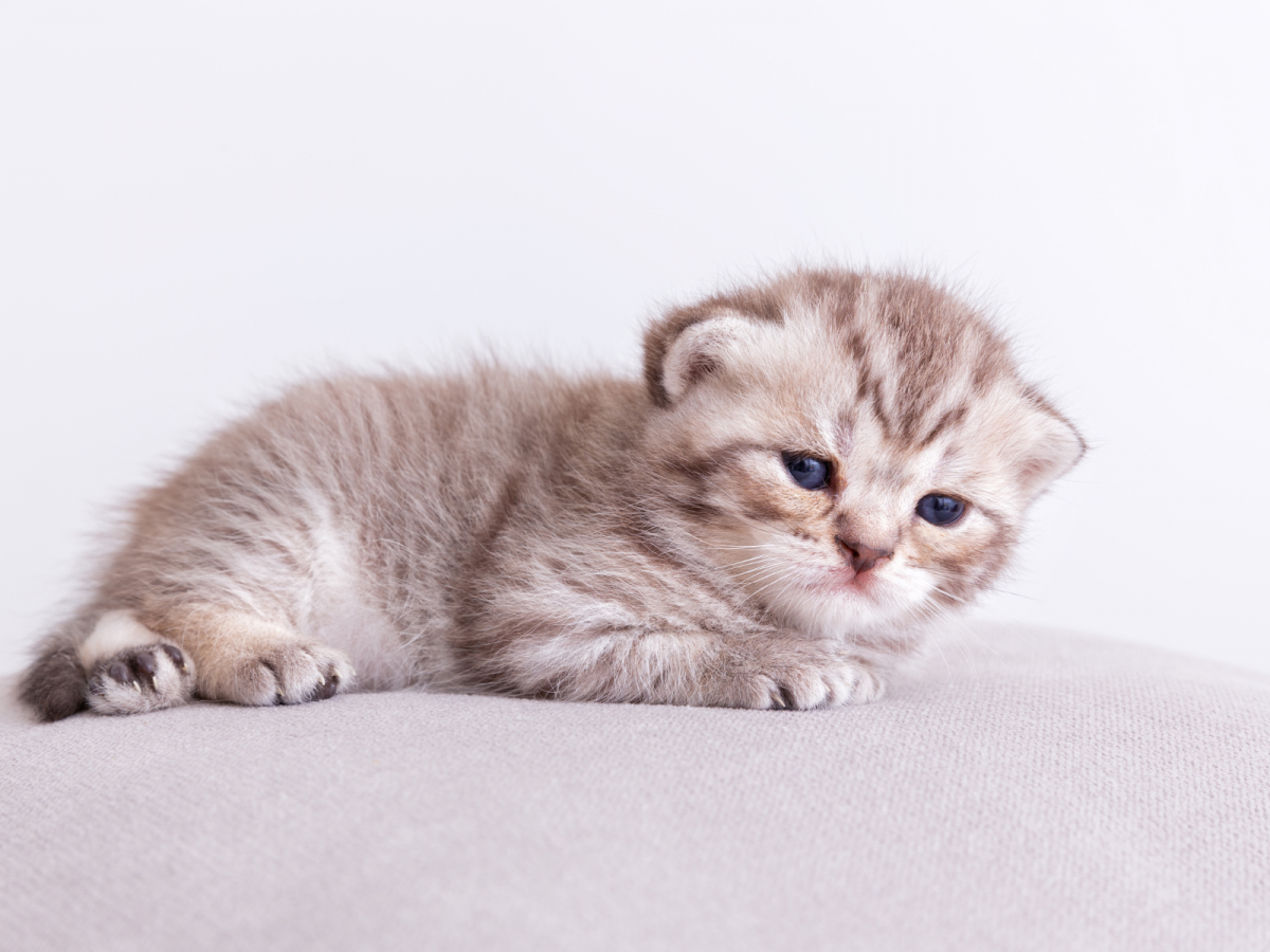 Gato filhote: quais os cuidados com o pet após adoção