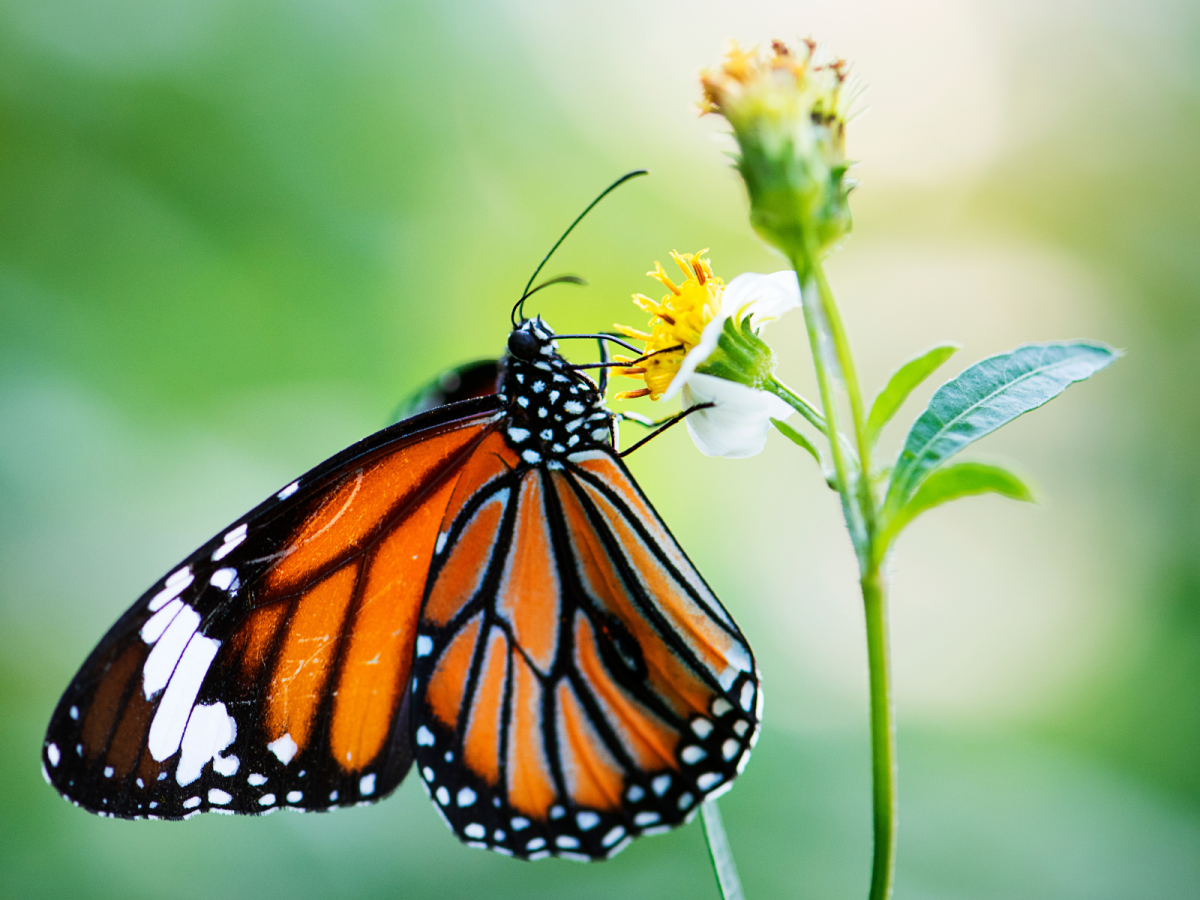 Encontrar uma borboleta monarca: Qual o significado por trás
