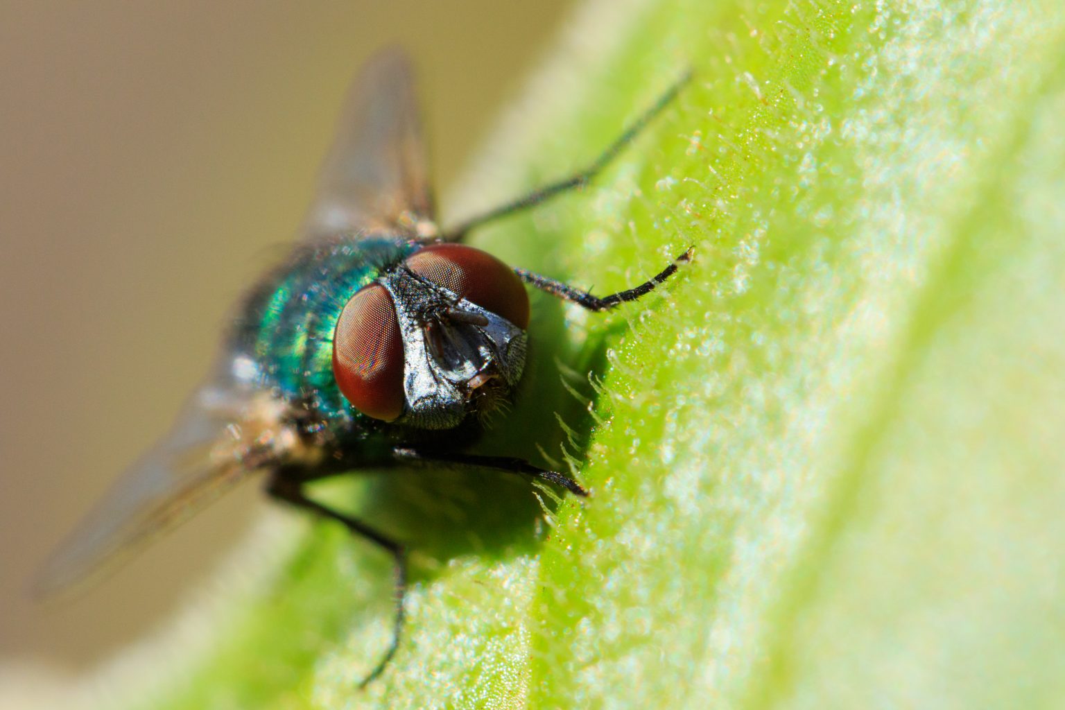 'Mosquinhas de cozinha': como eliminar a praga de casa