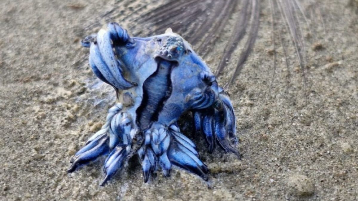 Animales Del Bosque De Blue Beach The Epic Journeys Of Migratory Birds