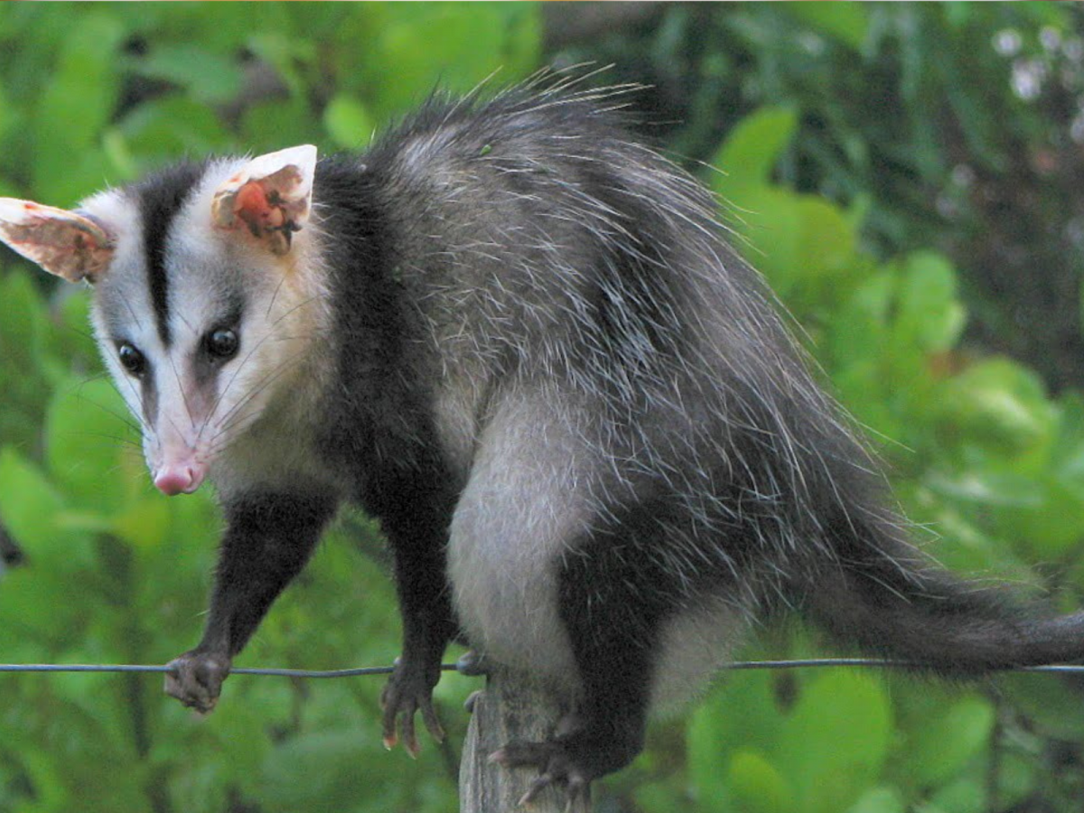 O que fazer quando encontrar um gambá em casa?
