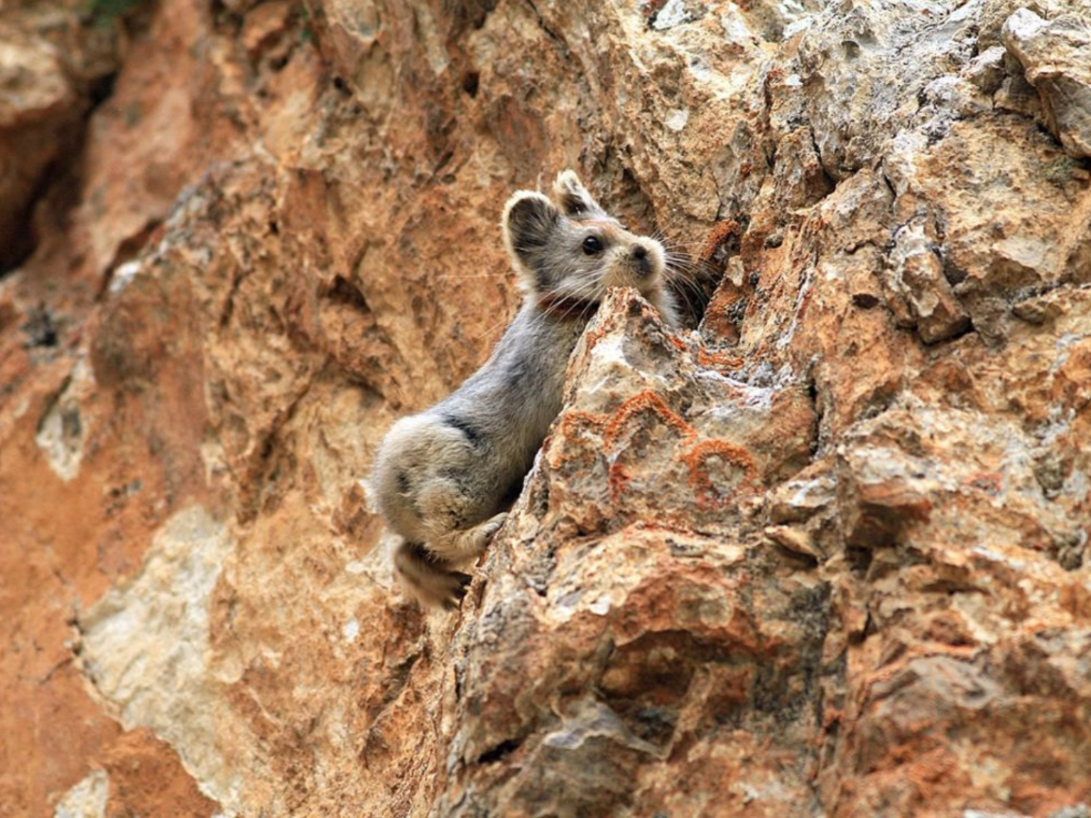Pika-de-Ili ressurge, mas segue ameaçado de extinção