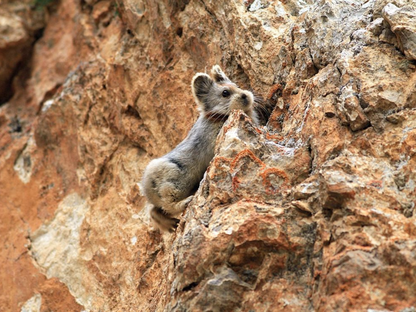 Pika-de-Ili ressurge, mas segue ameaçado de extinção