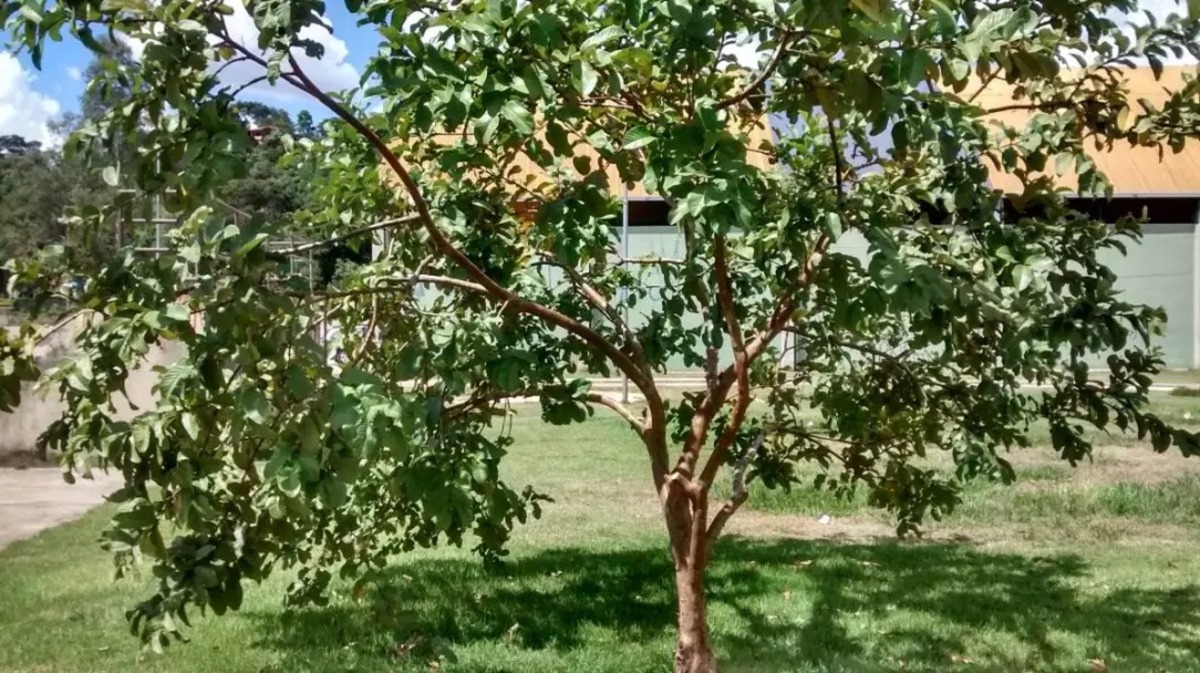 Goiabeira é a árvore que todo mundo queria no quintal: faz sombra, dá ...