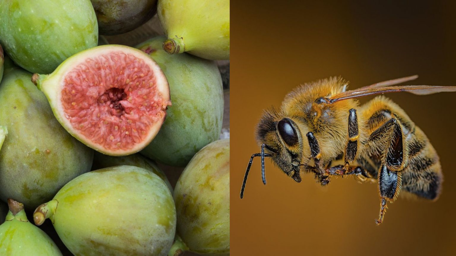 Figo não é fruta, é na verdade uma flor invertida