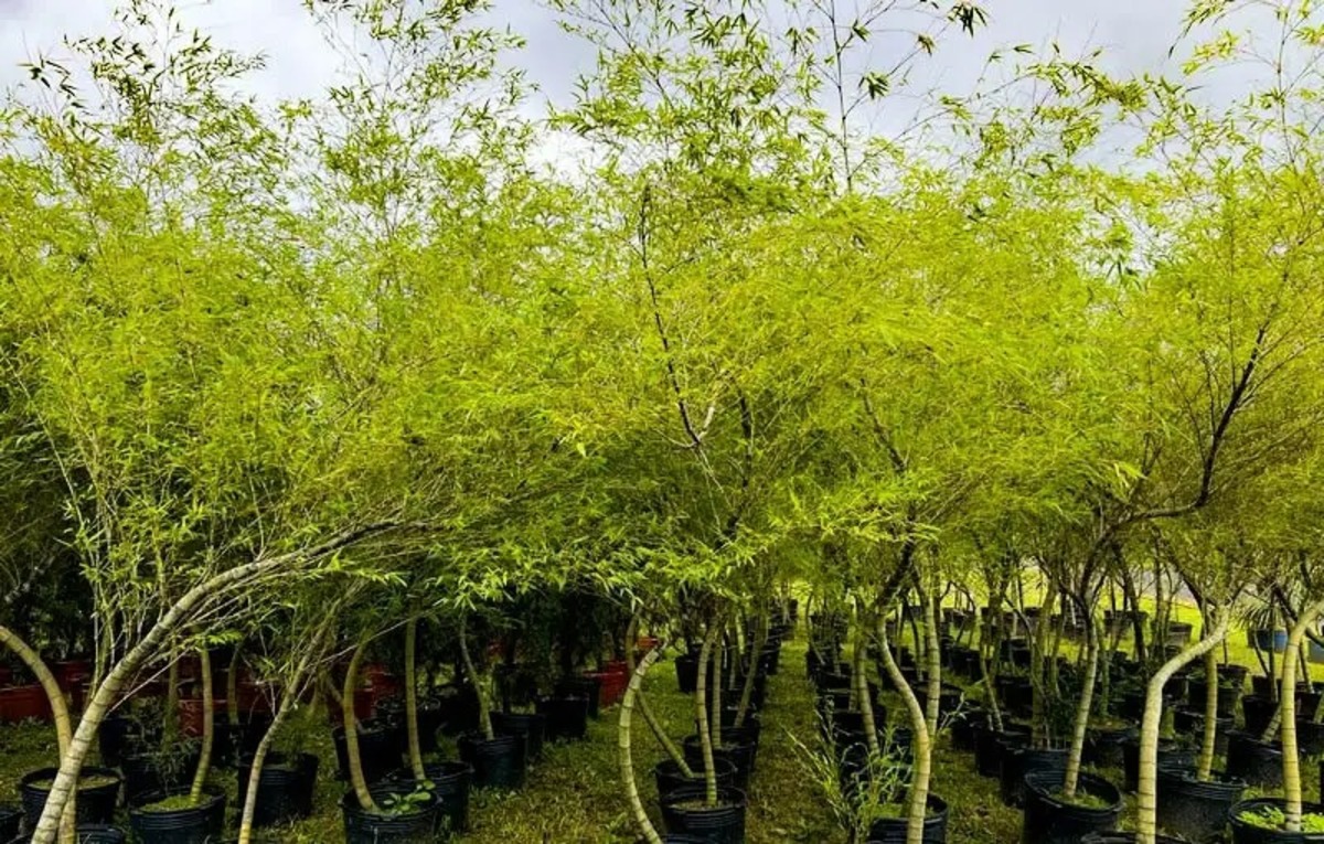 Bambu Mossô, a planta que cresce um metro por dia transforma ...