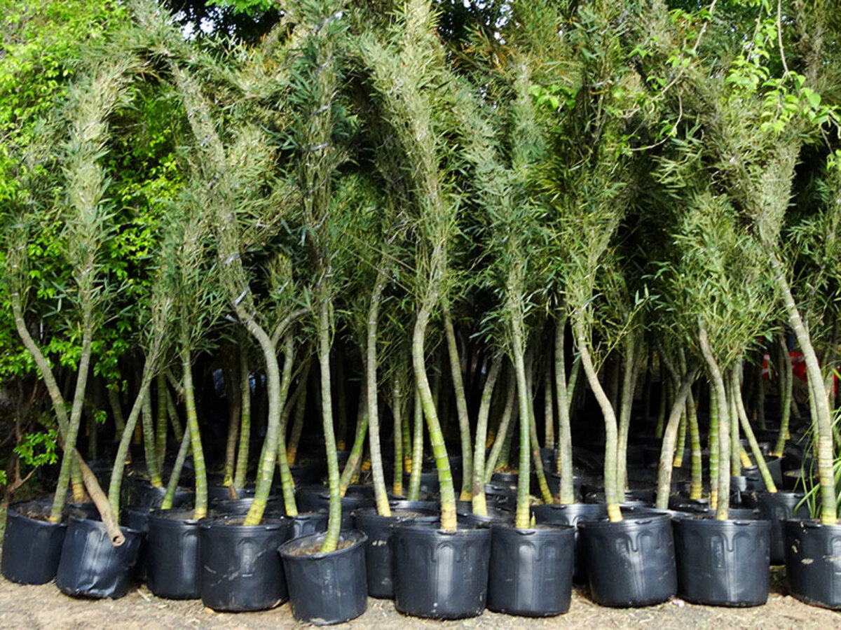 Bambu Mossô, a planta que cresce um metro por dia transforma ...