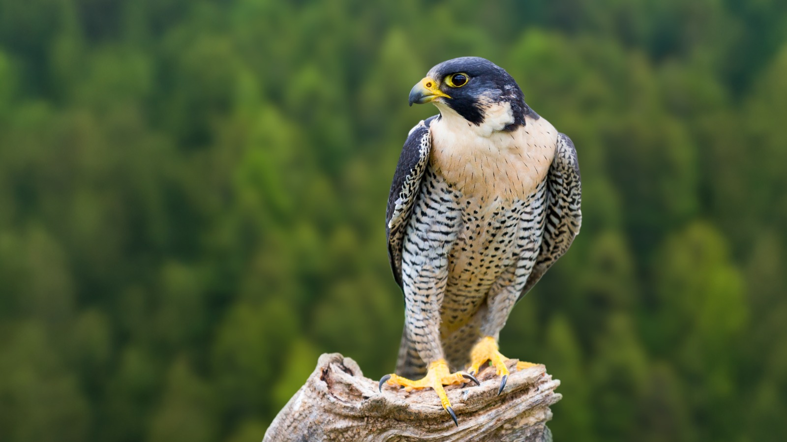Falcão-peregrino, o animal mais rápido do mundo que atinge quase 400 km/h