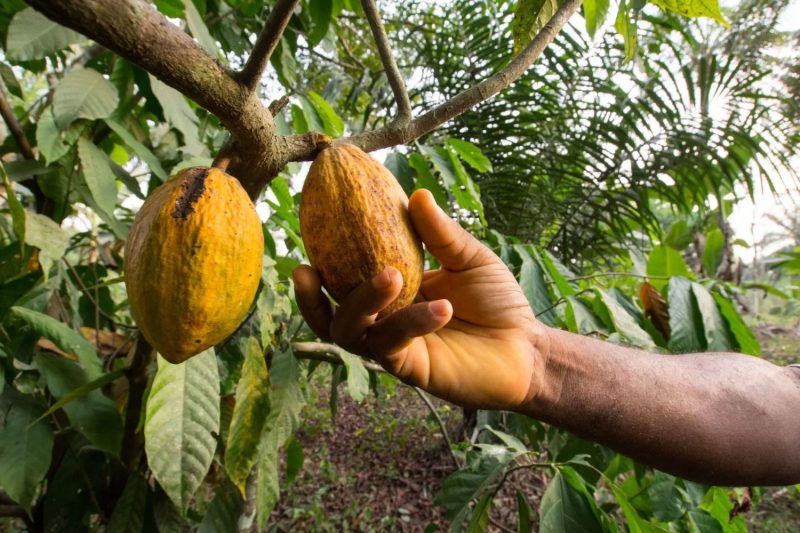 Cacaueiro: o nome correto da árvore que dá origem ao chocolate