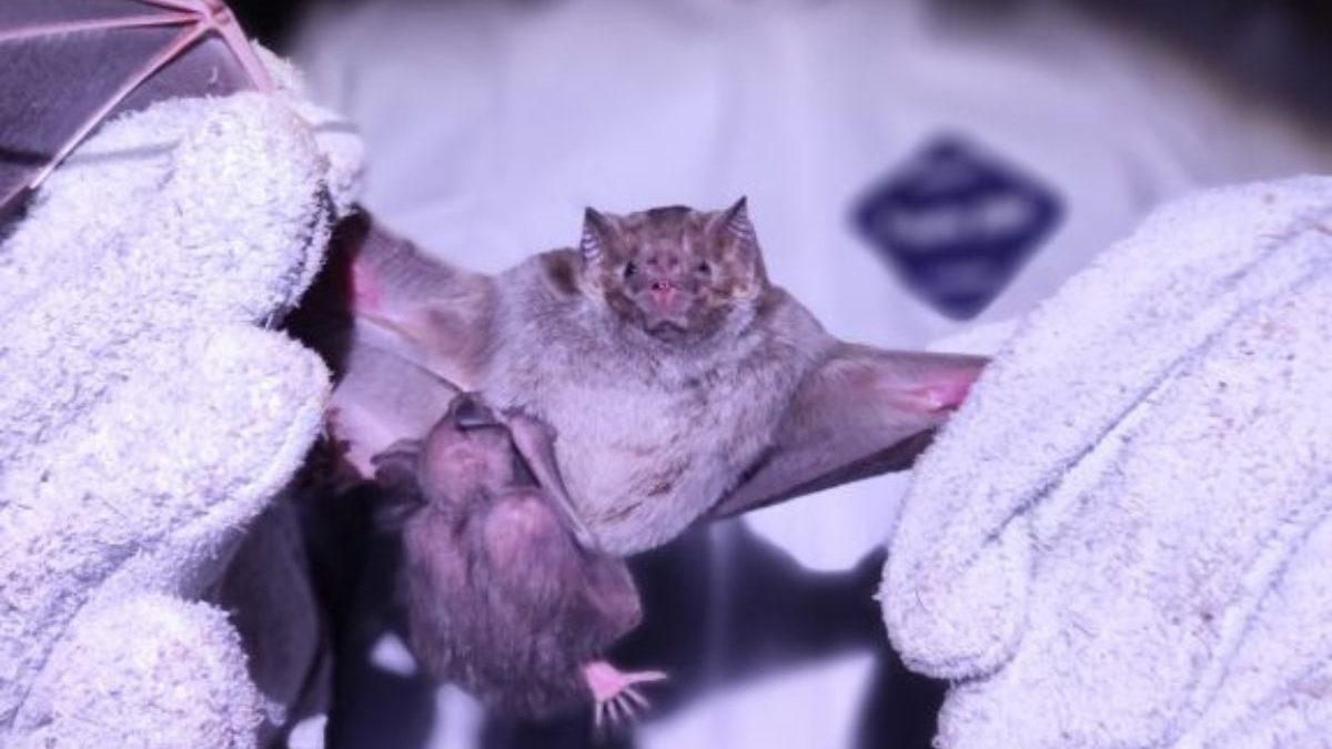 Morcegos hematófagos são monitorados em SC para prevenção