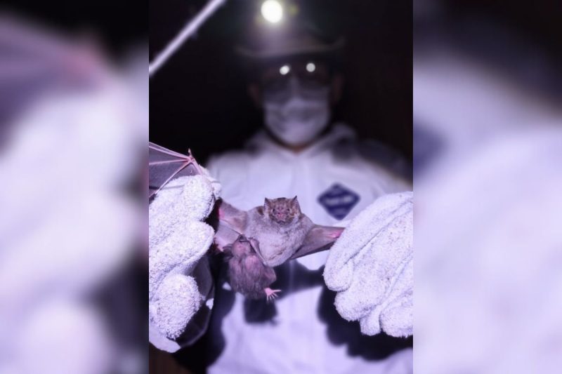 Morcegos hematófagos são monitorados em SC para prevenção