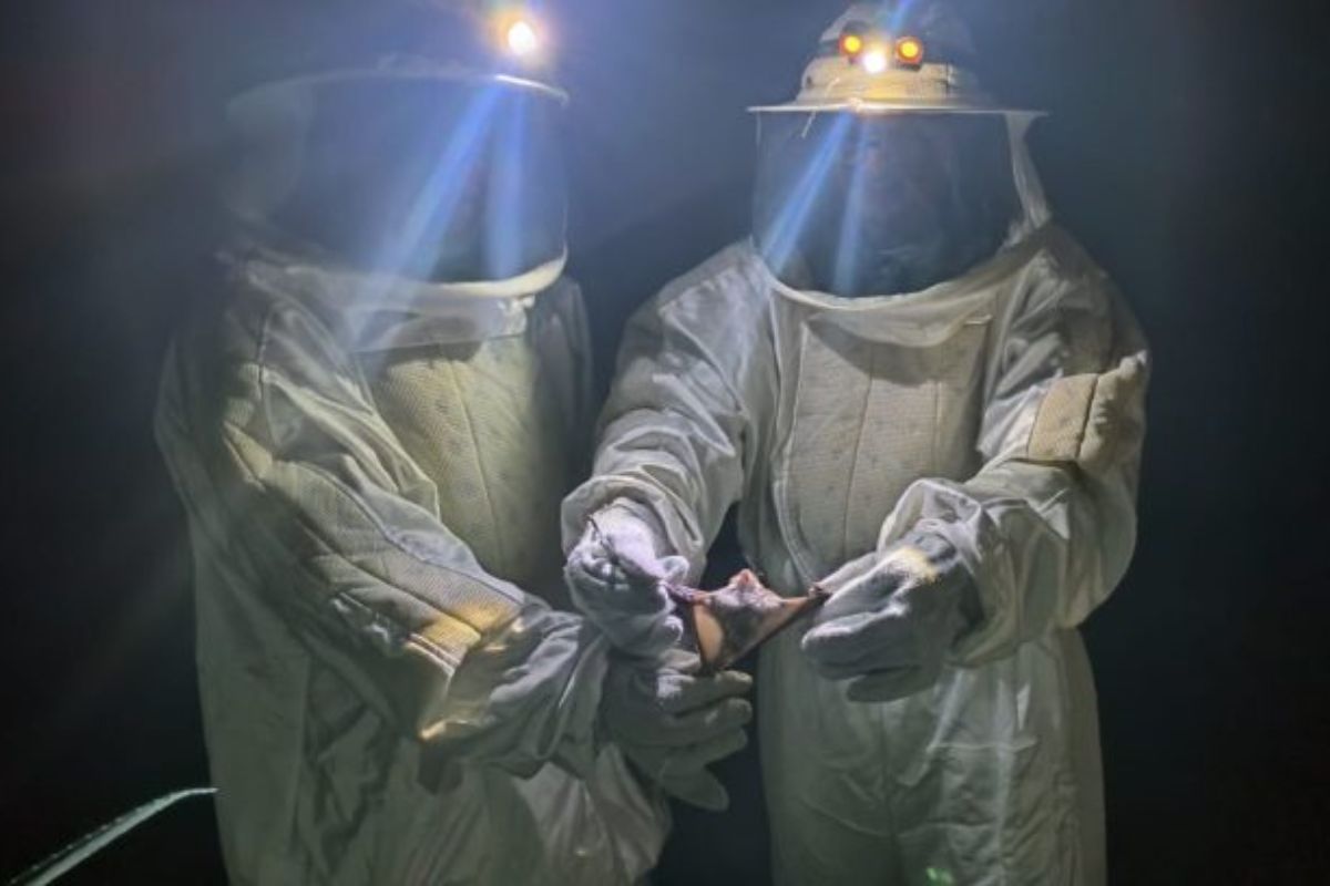 Morcegos hematófagos são monitorados em SC para prevenção