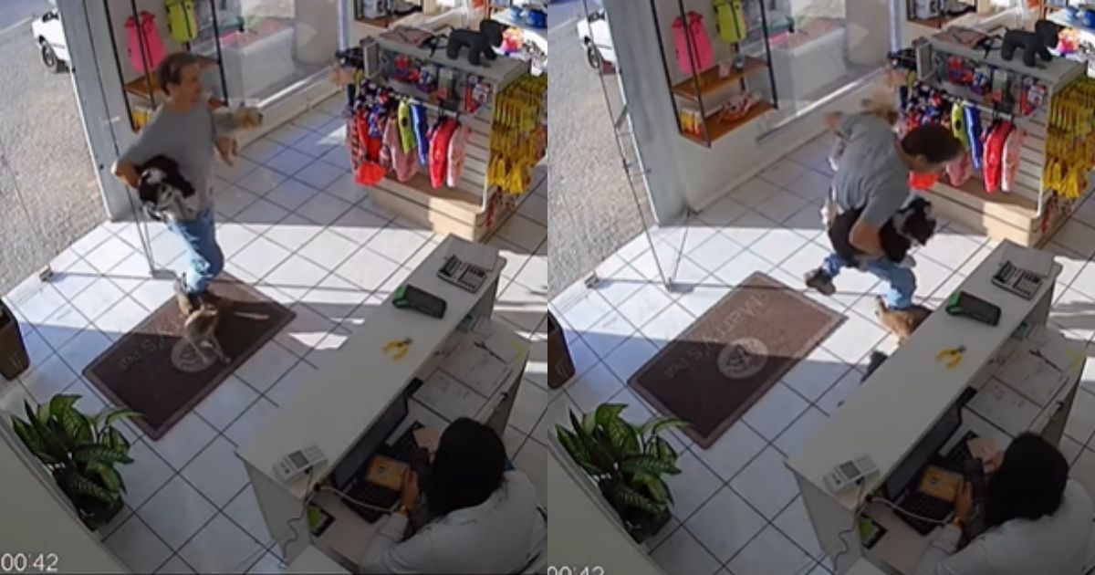 Queda no pet shop: gato 'vilão' faz funcionário cair com cães