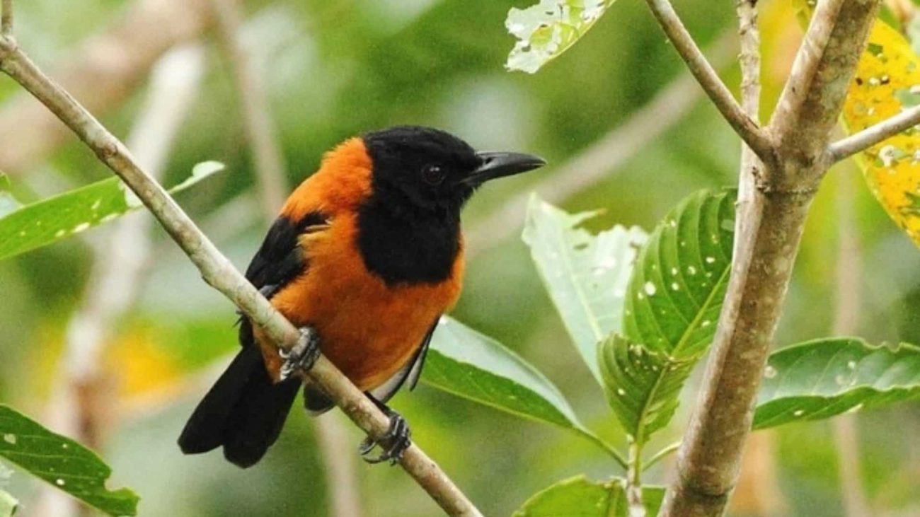 Pitohuiso: o pássaro com toxina mais potente que veneno usado em ...