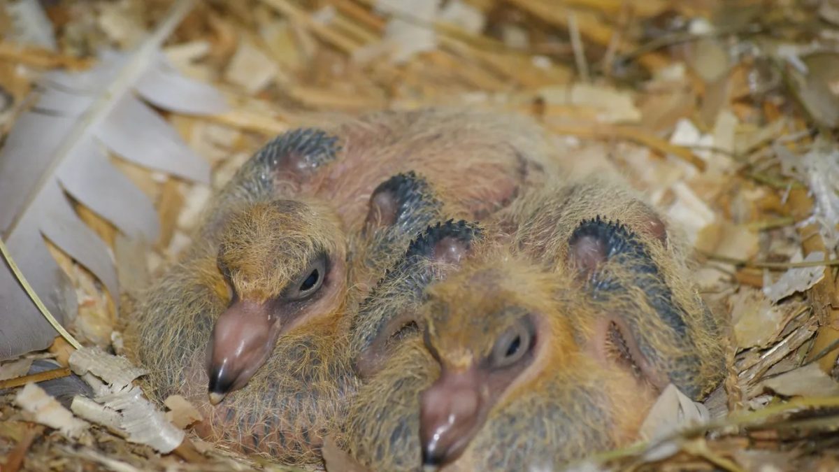 Por que você nunca viu, nem jamais verá, um filhote de pombo