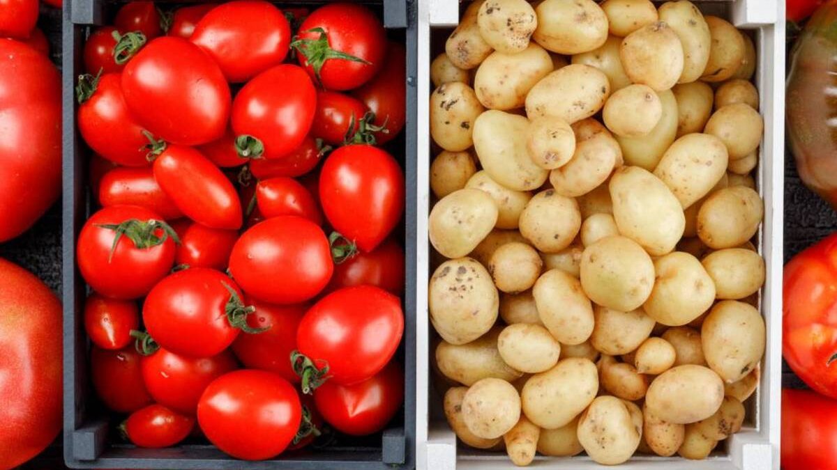 Pouca gente sabe, mas a batata vem do tomate; entenda a jornada ...