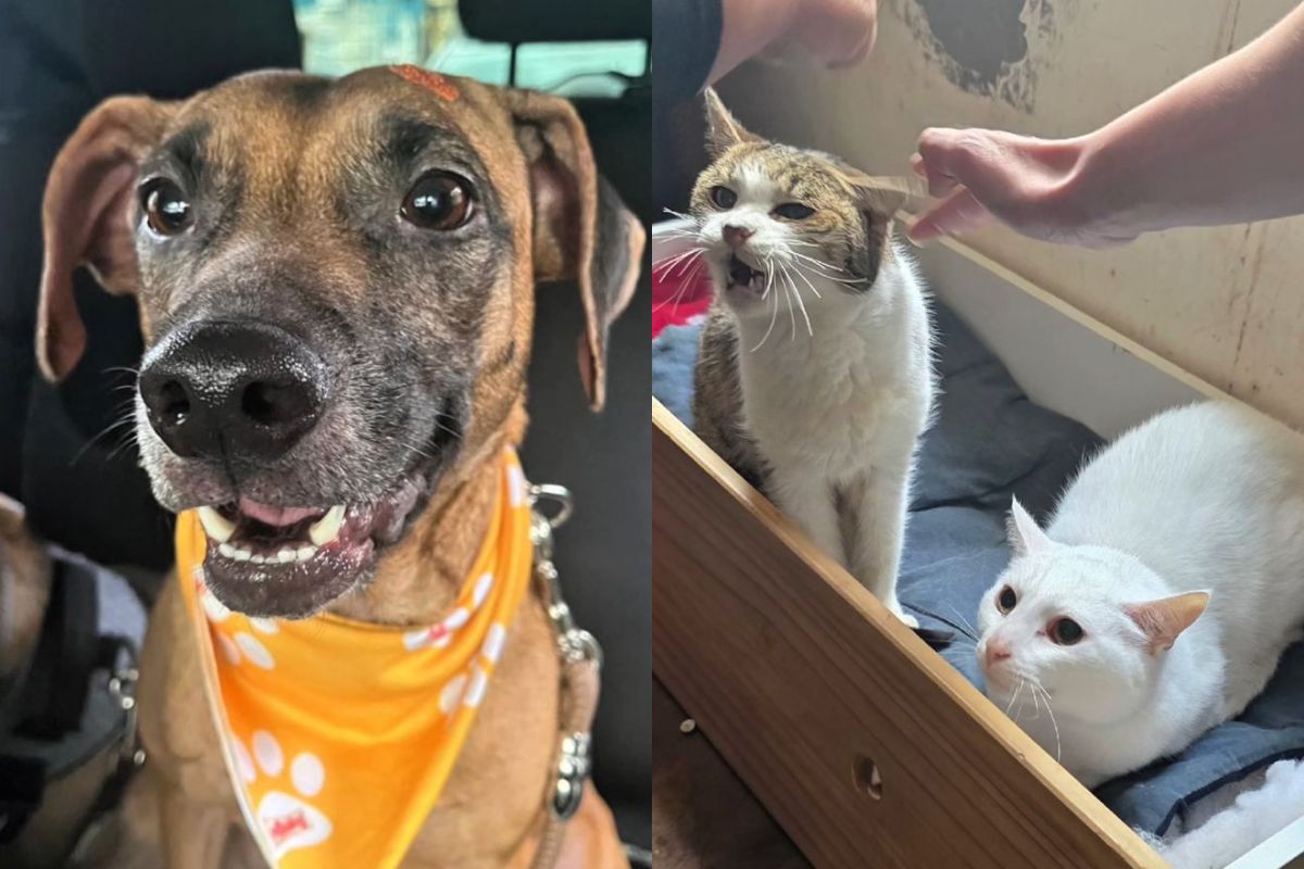 O que houve com Rejane Schumann, ex-atriz da Globo resgatada