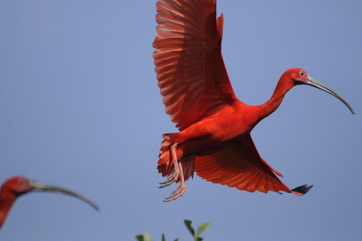 Guará-vermelho: ave rara e ameaçada vive em cidade de SC