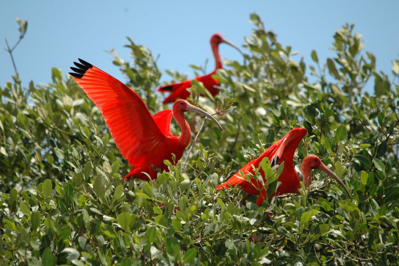 Guará-vermelho: ave rara e ameaçada vive em cidade de SC