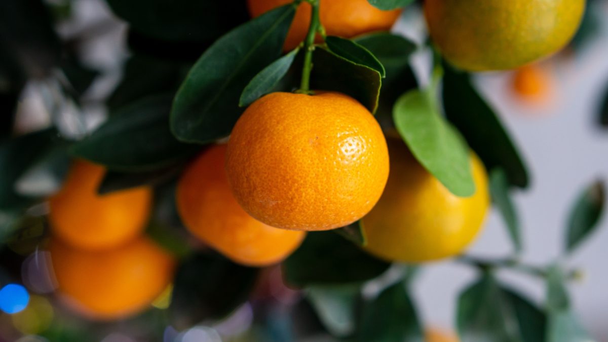 A fruta que muita gente está deixando na janela no verão para afastar ...
