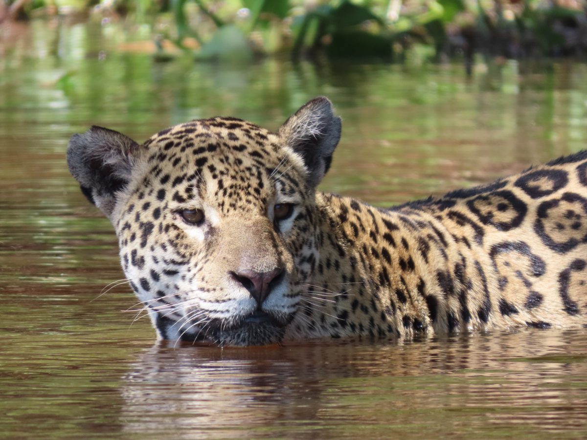 Feito raríssimo na natureza: uma onça-pintada nadou o que Michael ...