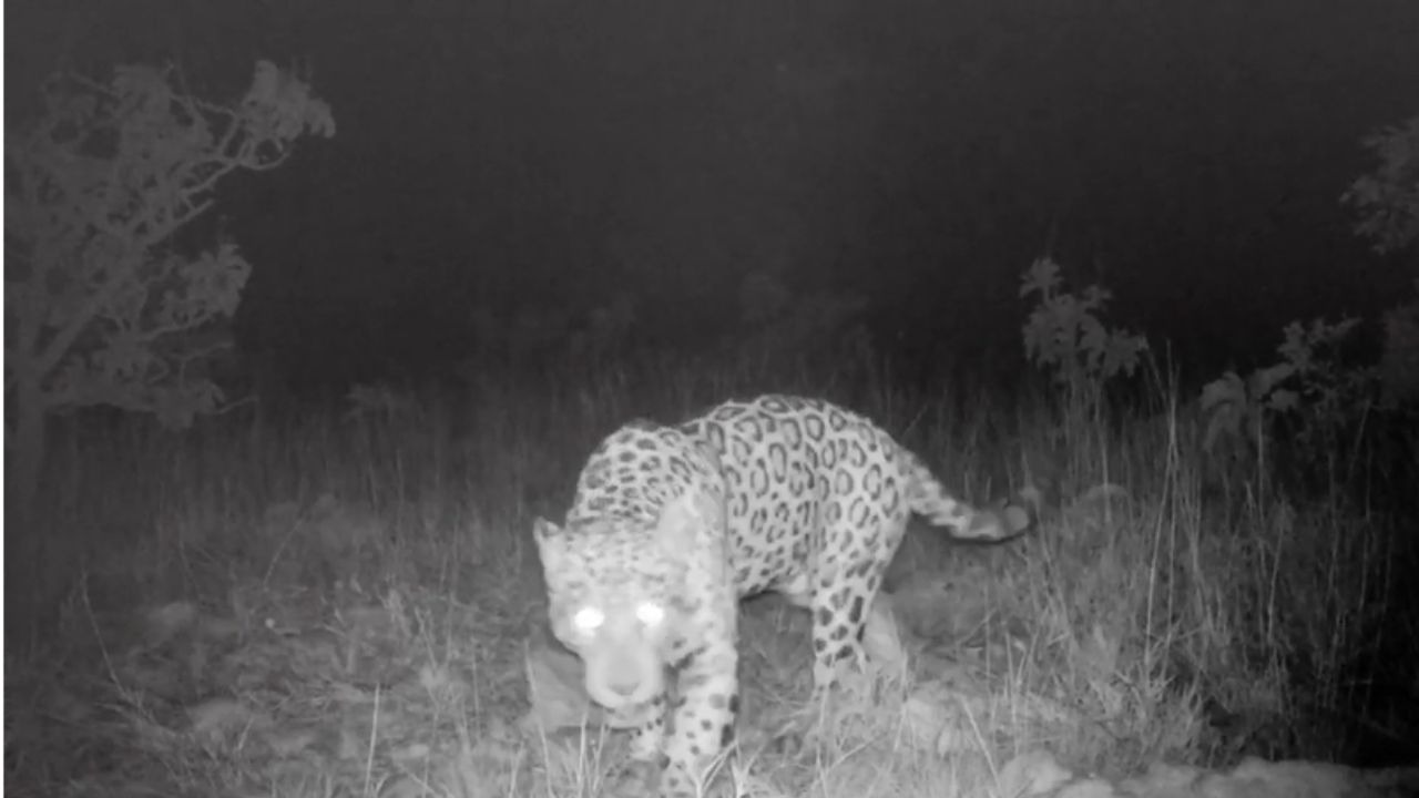 Feito raríssimo na natureza: uma onça-pintada nadou o que Michael ...