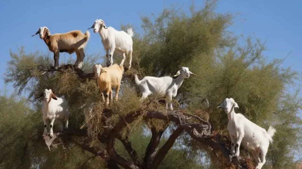 A curiosa origem do nome 'pé de cabra' que quase ninguém conhece