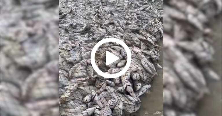 Fenômeno no mar: safra da corvina rende 70 toneladas em SC