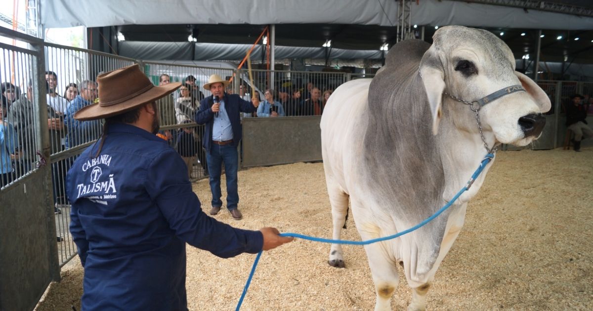 Touro Hércules, de Içara, é o mais pesado da Expointer