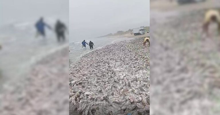 “É muito peixe”: safra da corvina empolga pescadores em SC