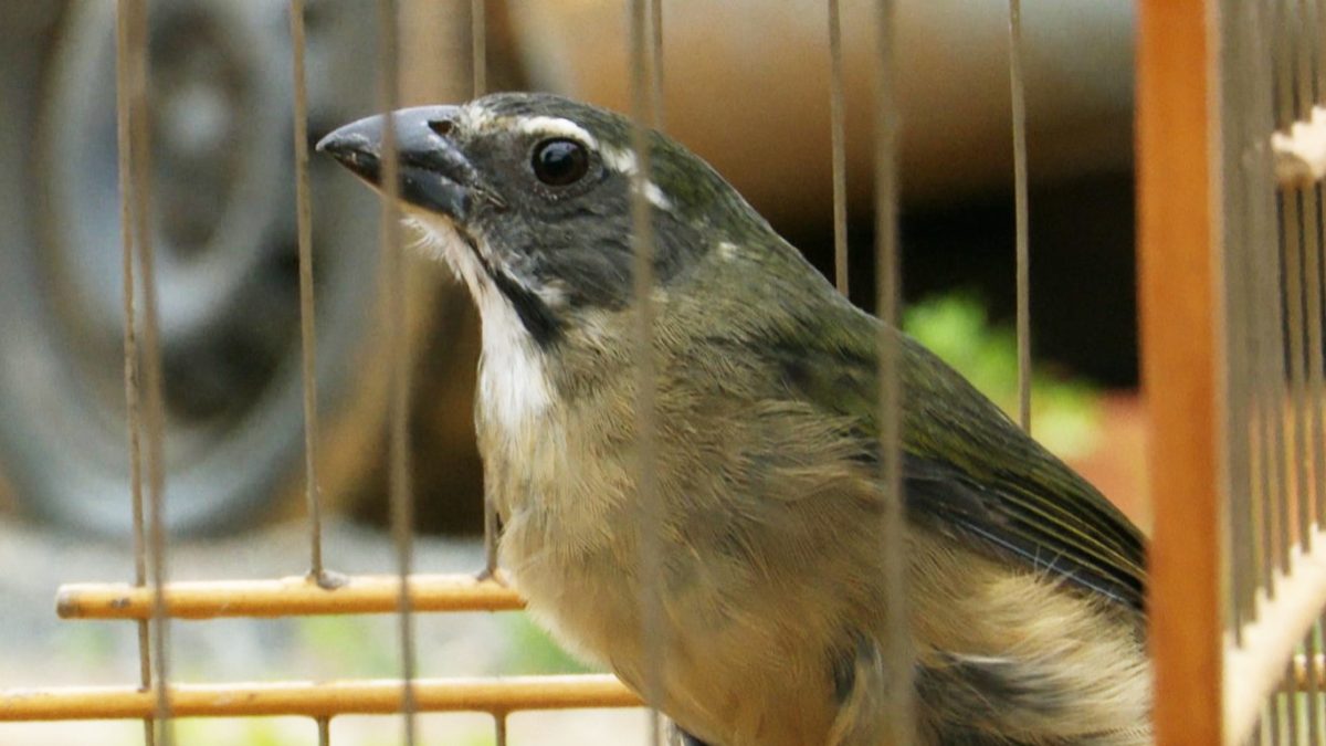 Mercado clandestino de aves em SC tinha espécie de R$ 50 mil