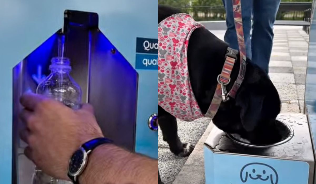 Água gelada para humanos e pets são oferecidas em bebedouros de SC