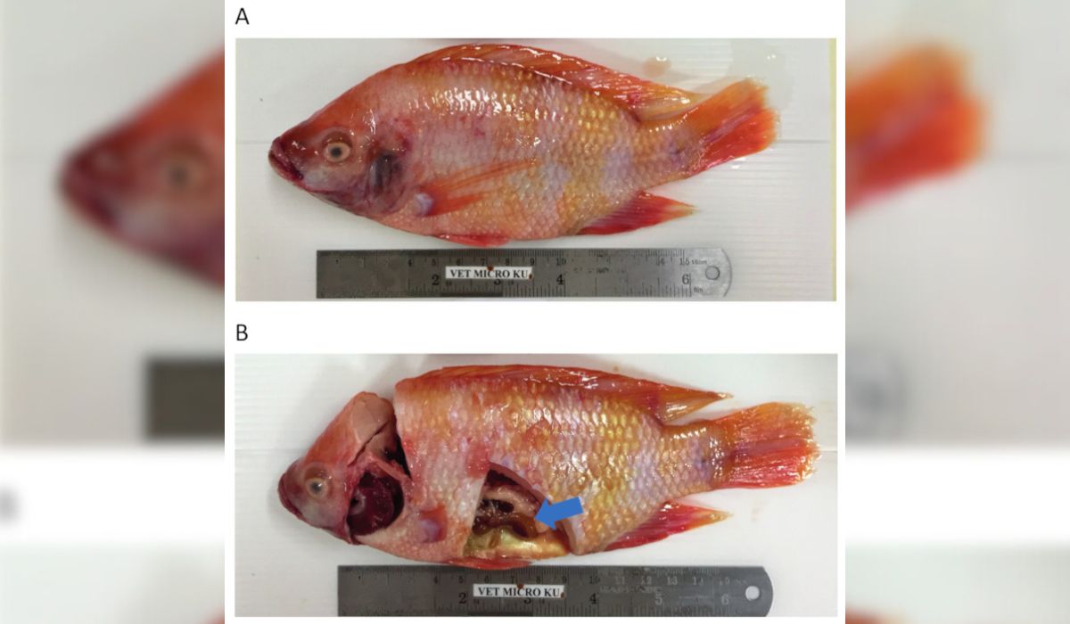 Tilápia do Vietnã segue proibida em SC após negociações