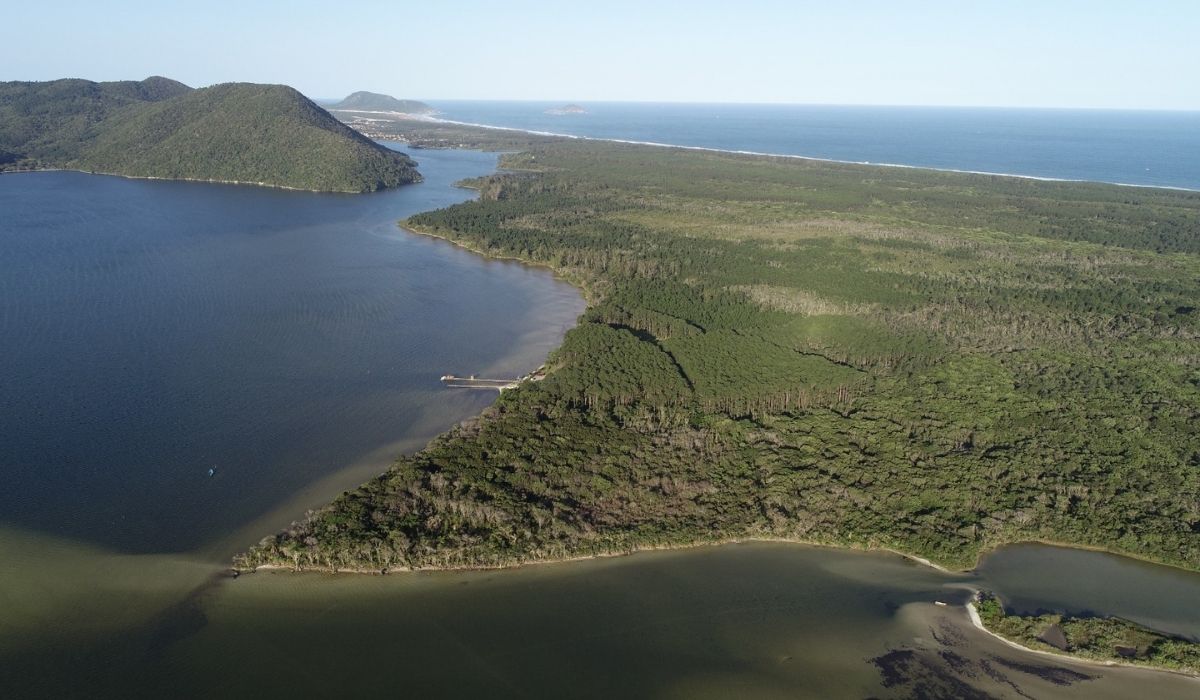 Quilombo inicia o corte de planta exótica que ameaça parque de ...