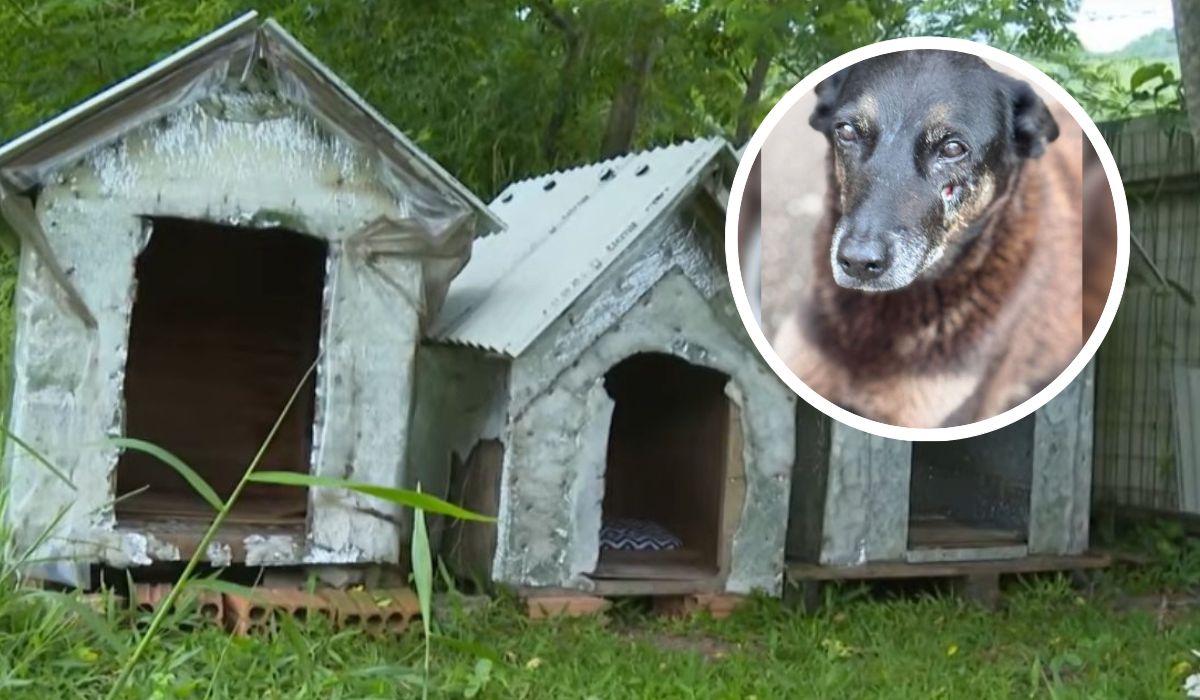 Casinha do cão Orelha teria sido alvo de tentativa de incêndio