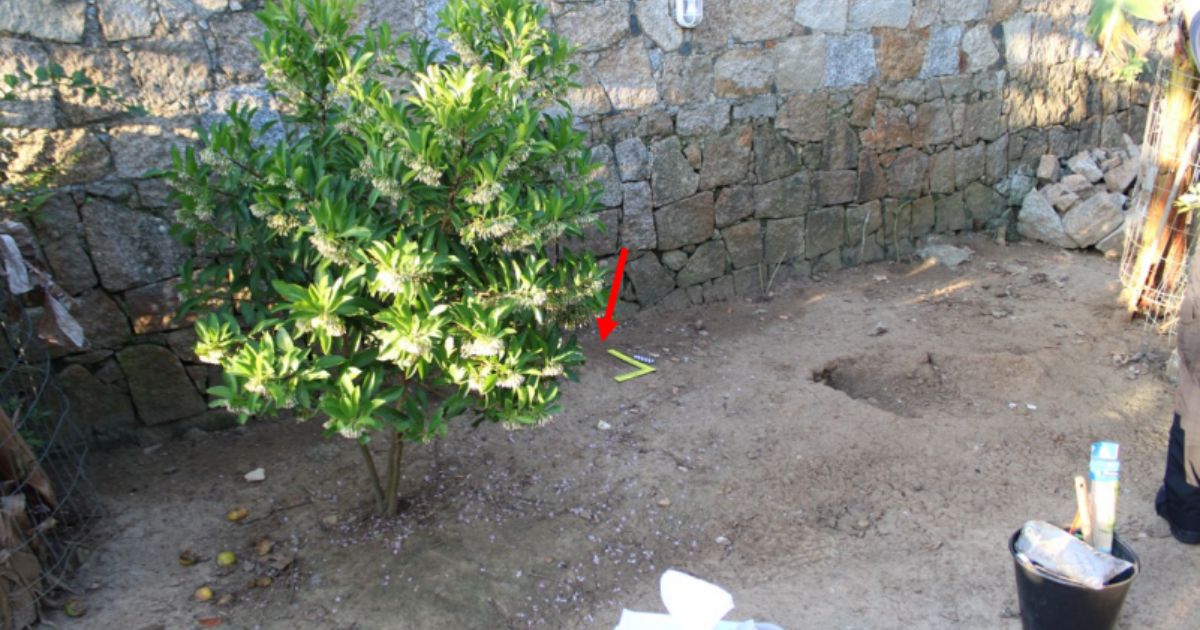 Cão Orelha enfrentava problemas de saúde antes da morte; veja