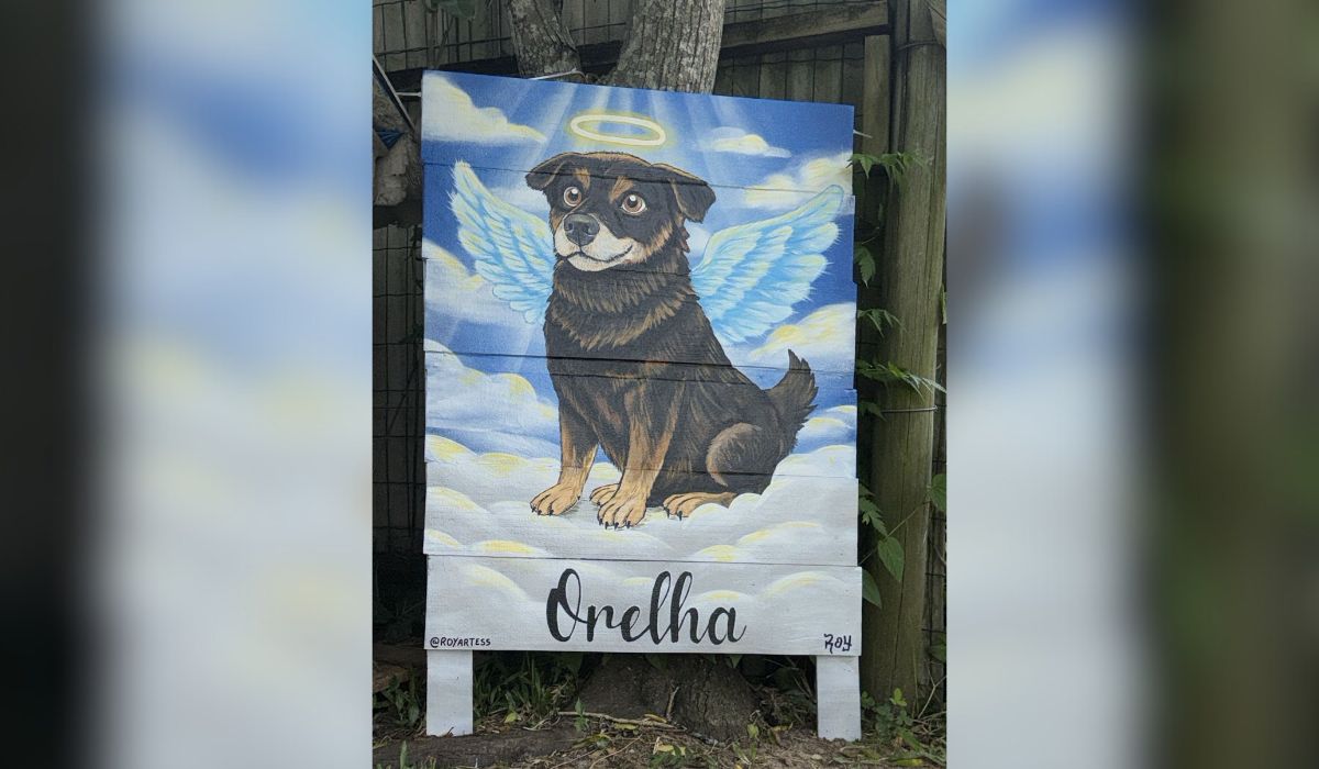 'Não houve agressão': MPSC associa morte do cão Orelha à doença grave e ...