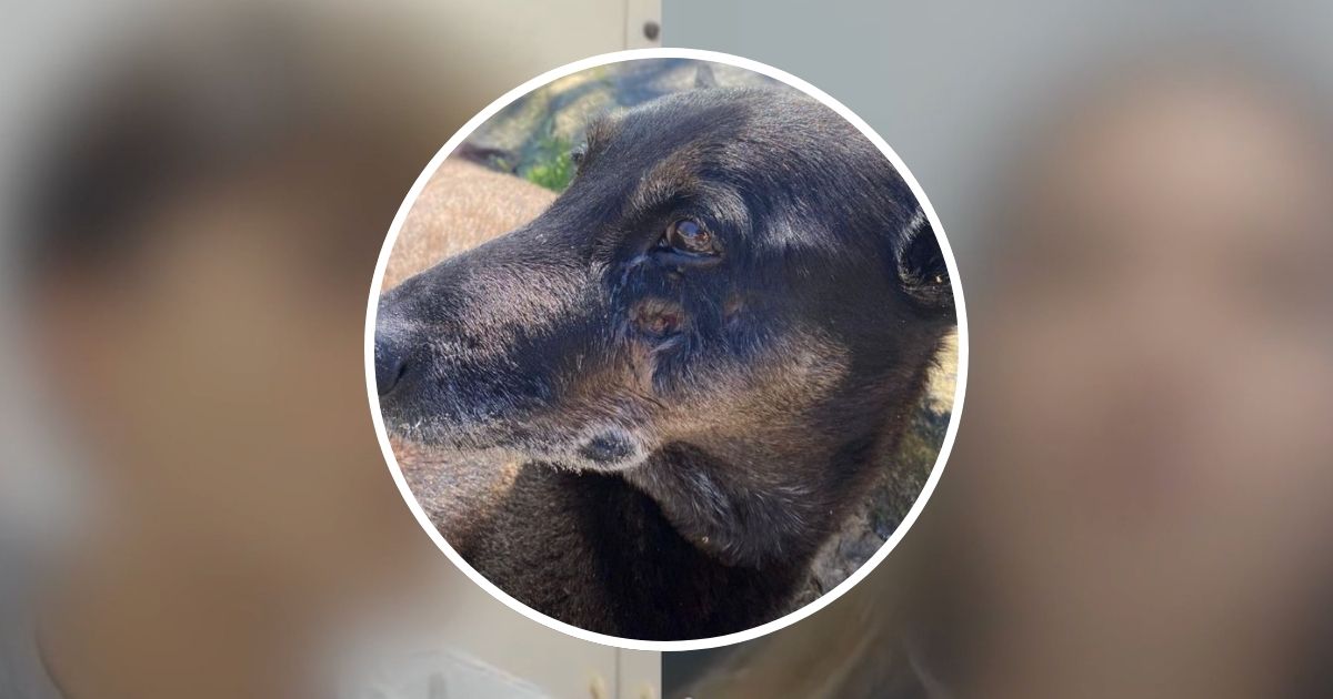 'Não houve agressão': MPSC associa morte do cão Orelha à doença grave e ...