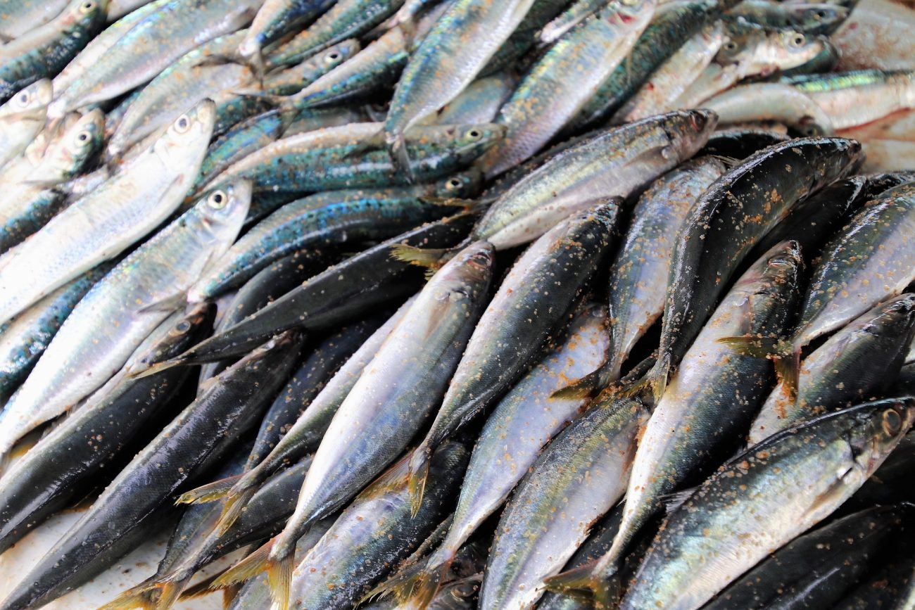 Restos de peixe como adubo recebe prêmio com pesquisa da UFSC