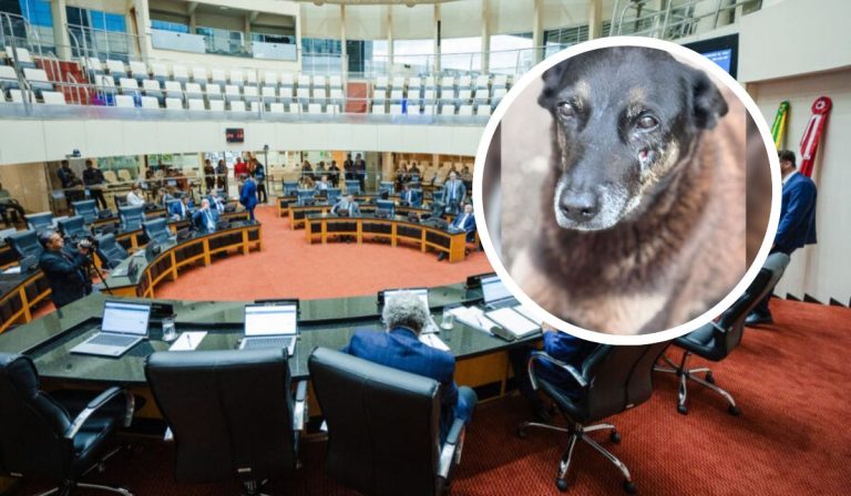 'Lei Orelha' avança na Alesc e amplia punições para maus-tratos a ...