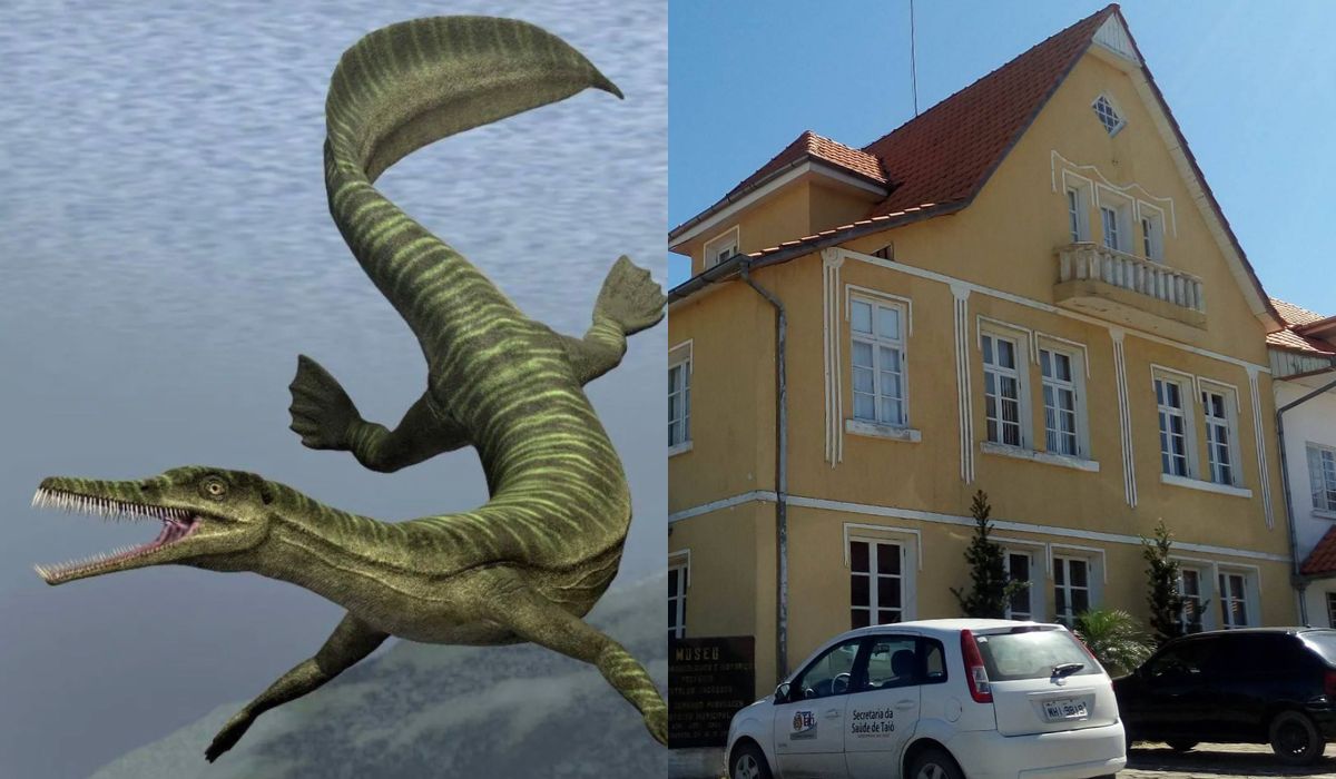 FOTOS: Museu guarda fóssil de mesossauro em SC